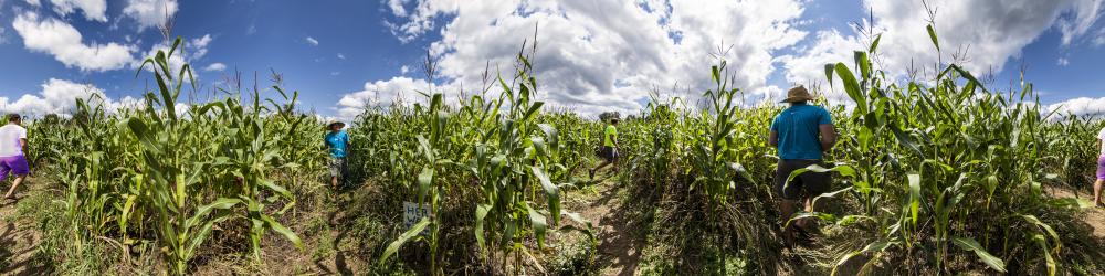 Tucker Farms Corn Maze | Adirondacks, USA
